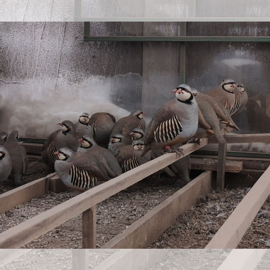 Азиатские куропатки (Кеклики) — молодняк 2025 года