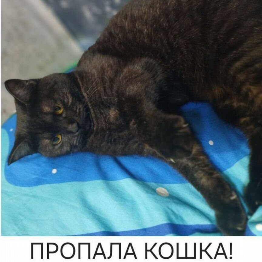 Курильский бобтейл короткошёрстный, взрослая кошка