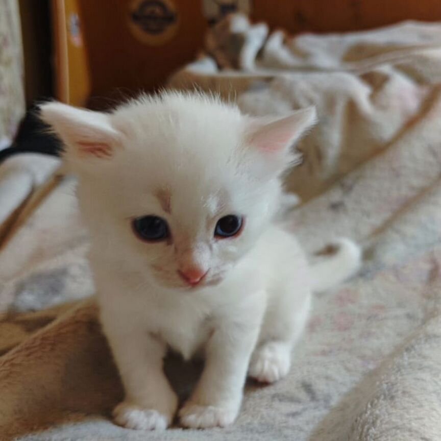 Котята пароды турецкая ангора