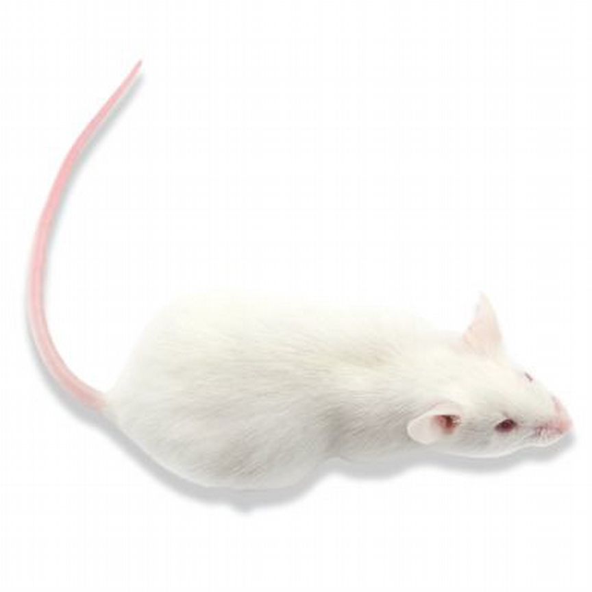 Кормовые мыши заморозка