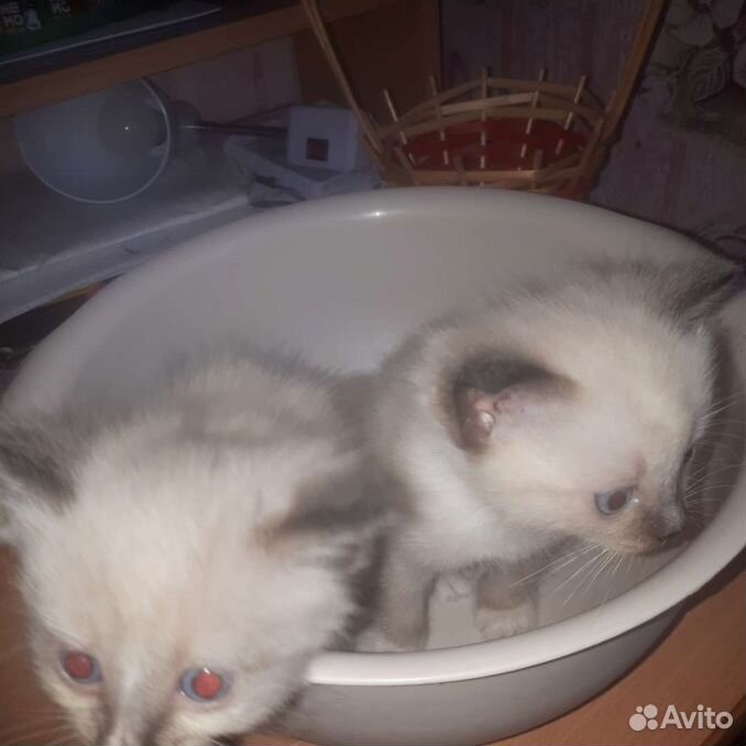 Котята- девочки, мама сиамская, папа тайский