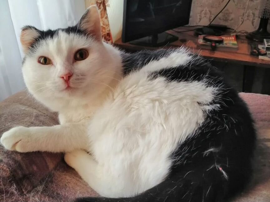 Кошка в дар