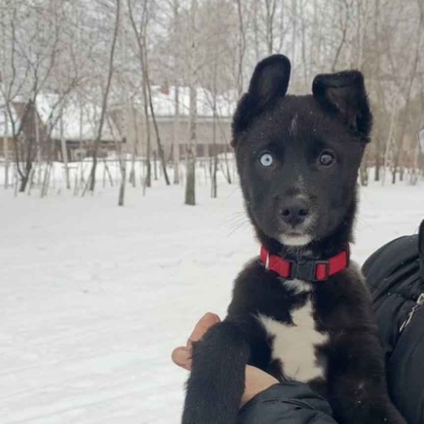 Щенок в добрые руки бесплатно