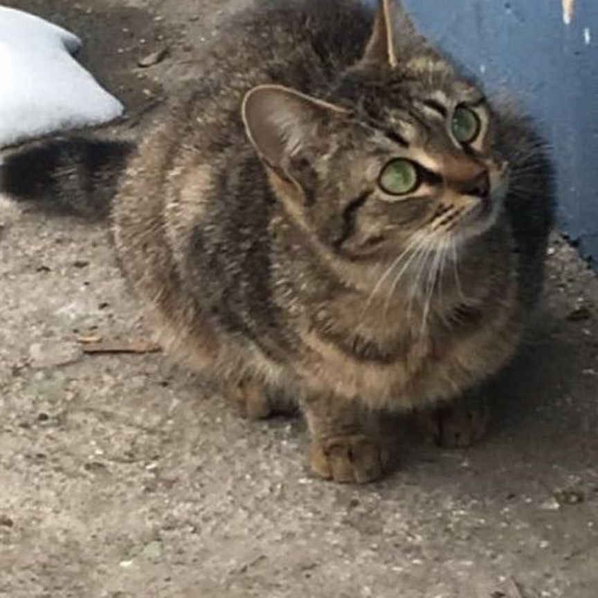 Кошечка в добрые руки бесплатно