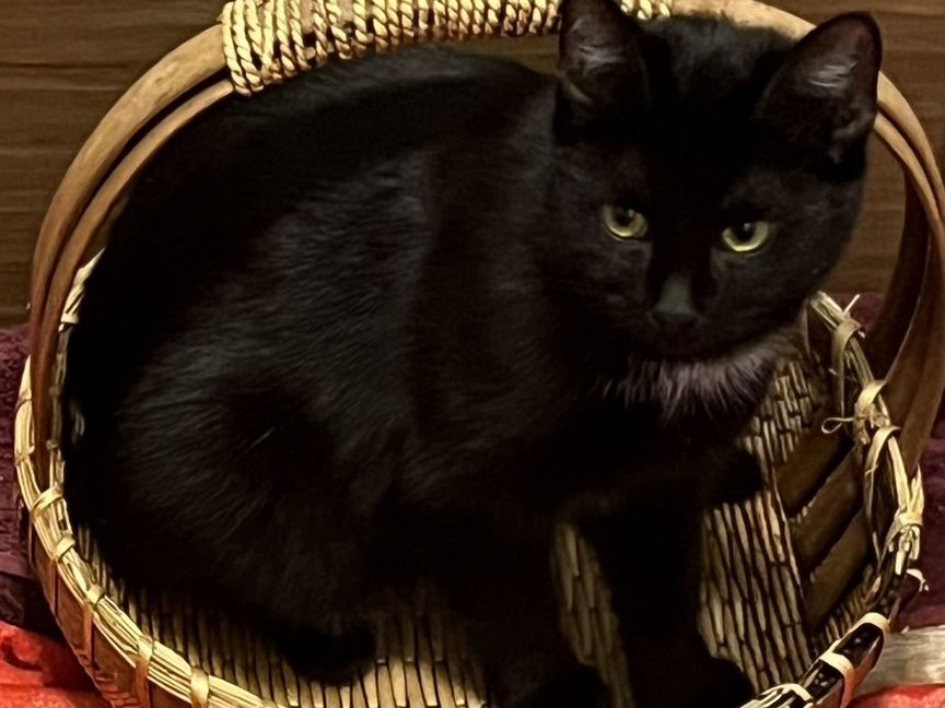 Котенок