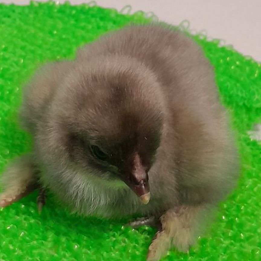 Цыплята брама