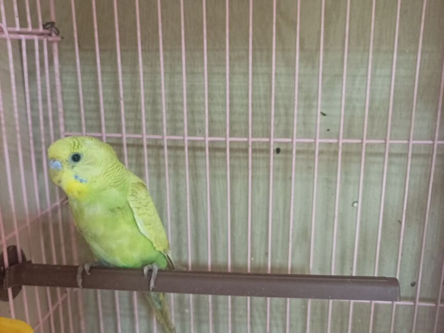 Птенцы волнистый попугай