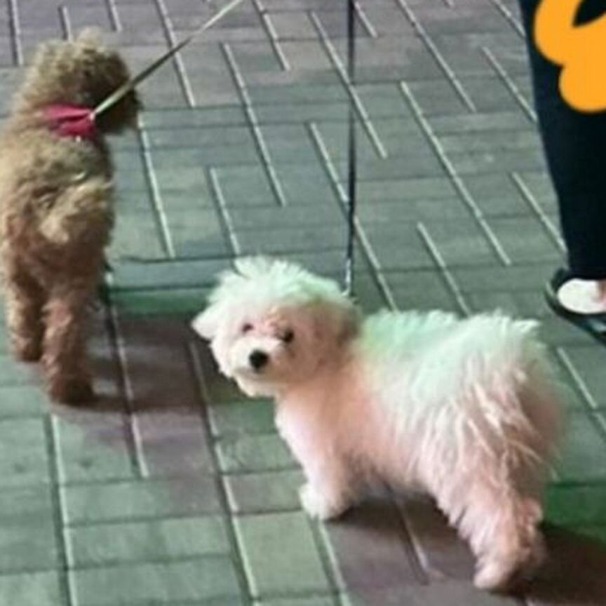 Бишпу Пушон Мальтипу той Тикап