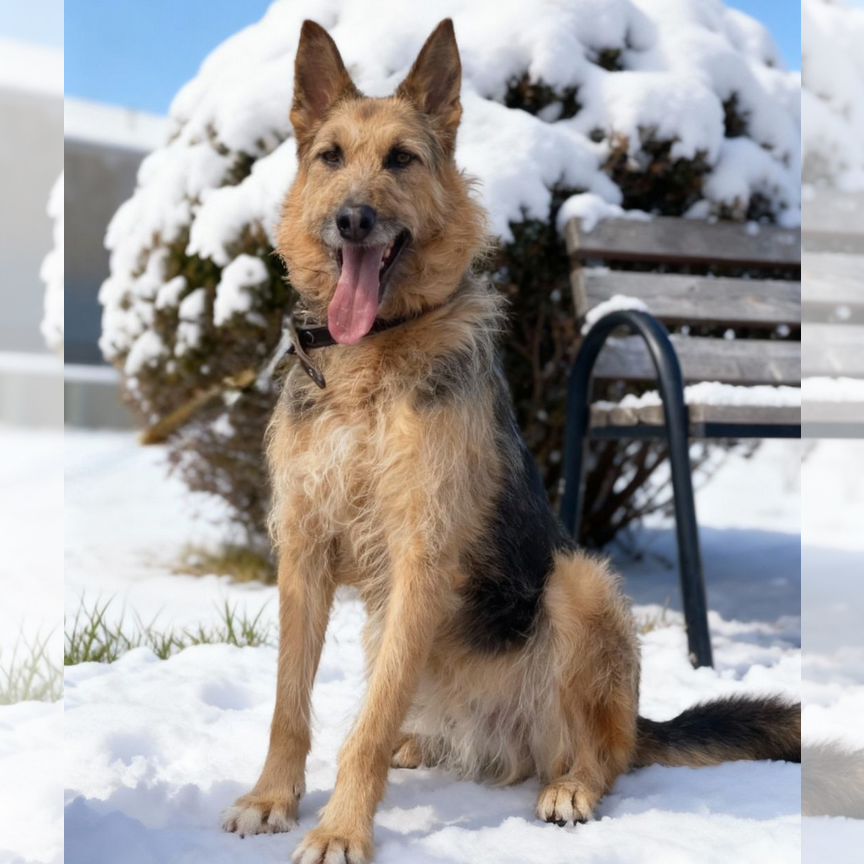 Взрослый пёс в добрые руки