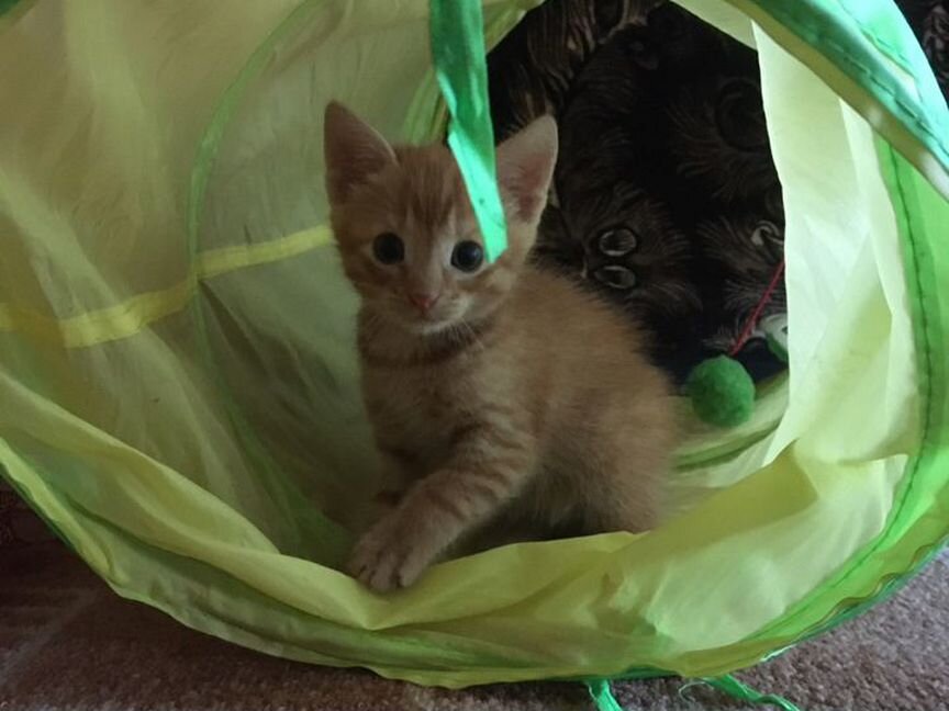 Рыжий котенок ищет дом