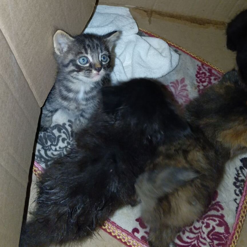 Котенок мальчик серый