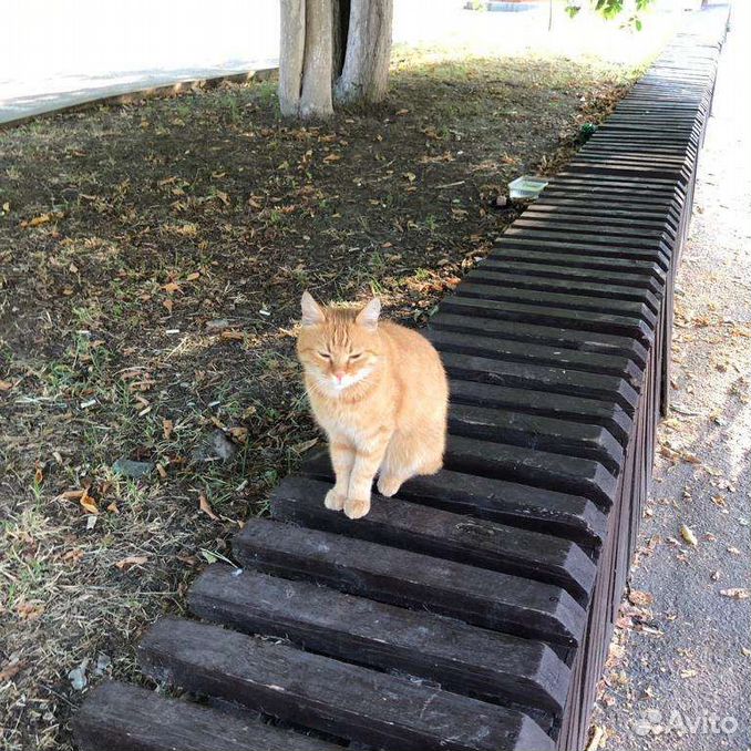 Милый котик в парке Островского