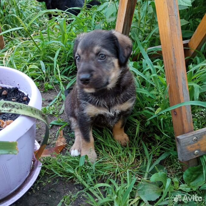Щенки метисы Пит Буля