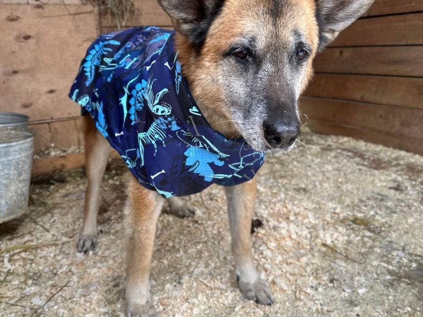 Панда в добрые руки