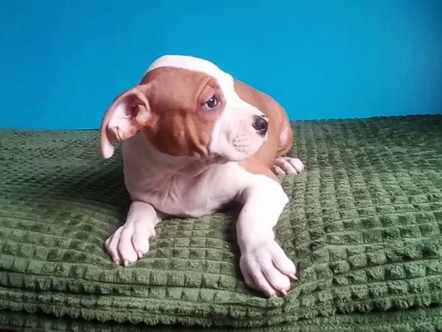 Американский стаффордширский терьер