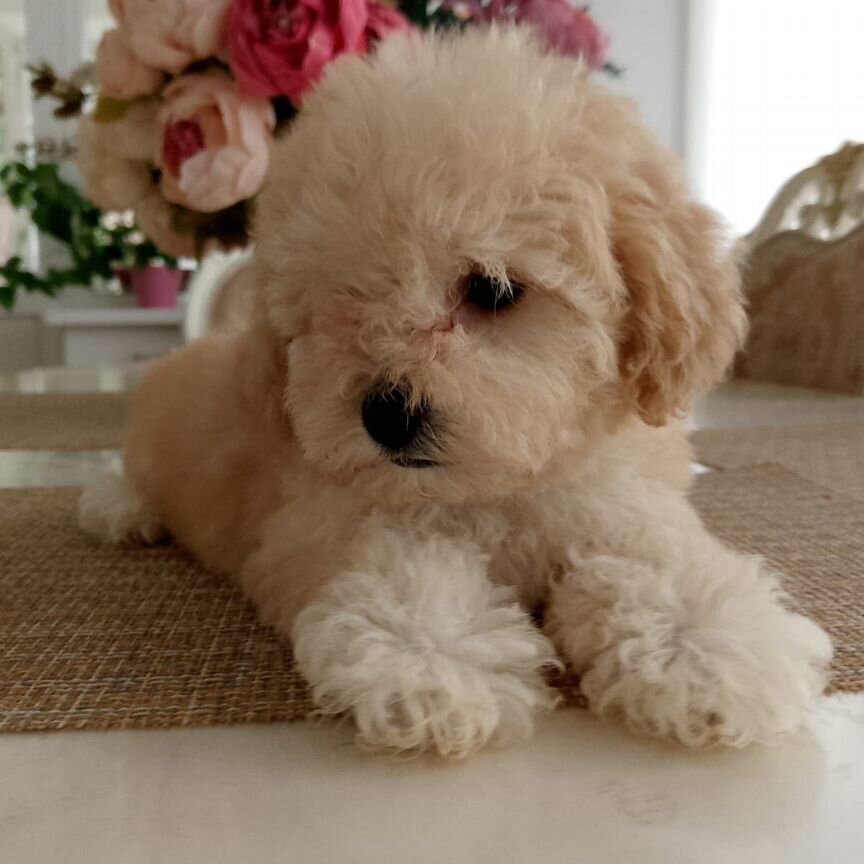 Малыши мальтипу f1