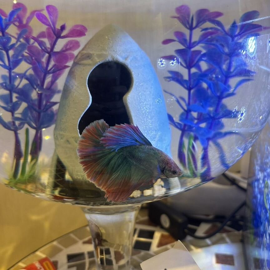 Рыбка петушок самец