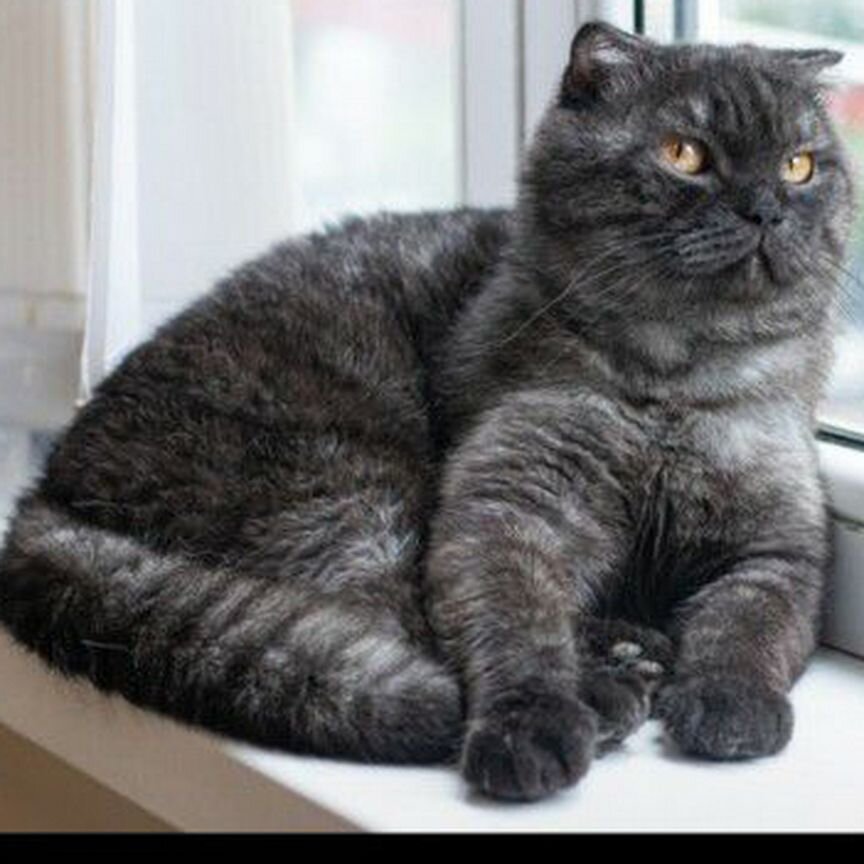 Плюшевый кот