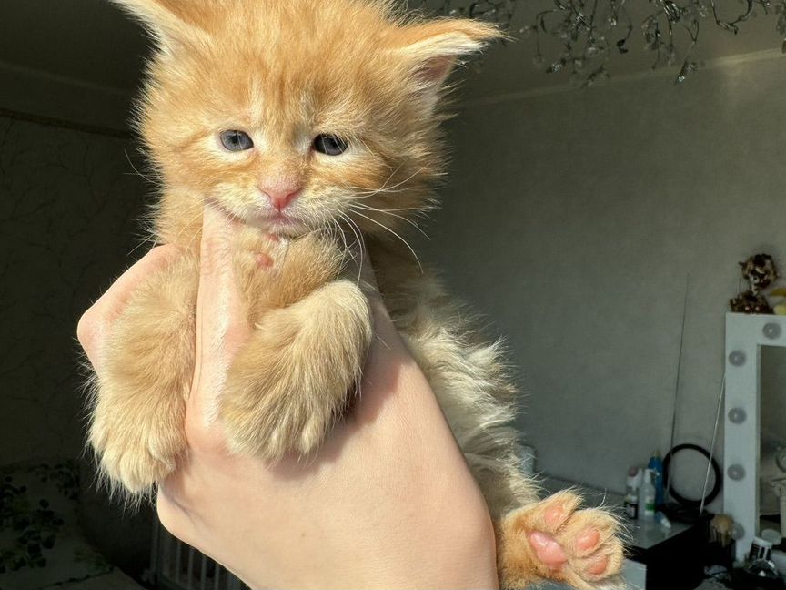 Котята мейн-кун