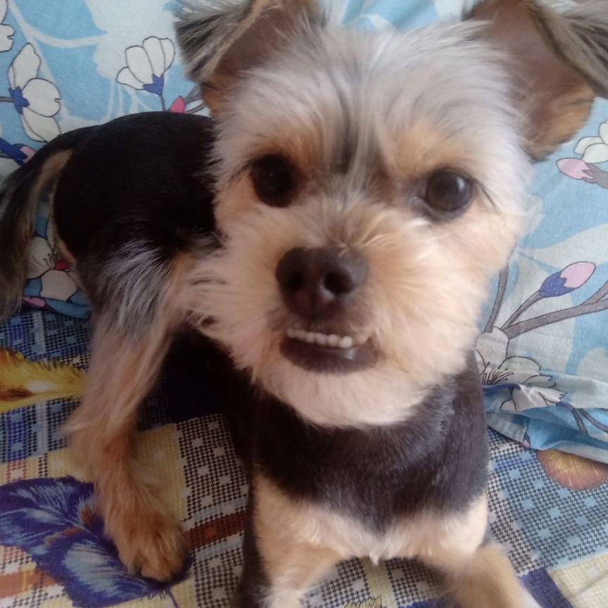 Йоркширский терьер, взрослая собака