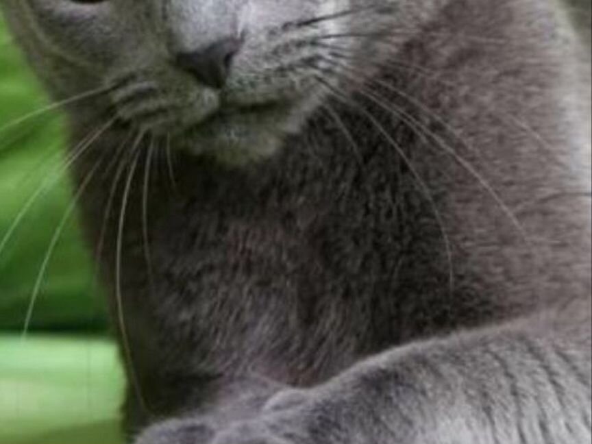 Русская голубая