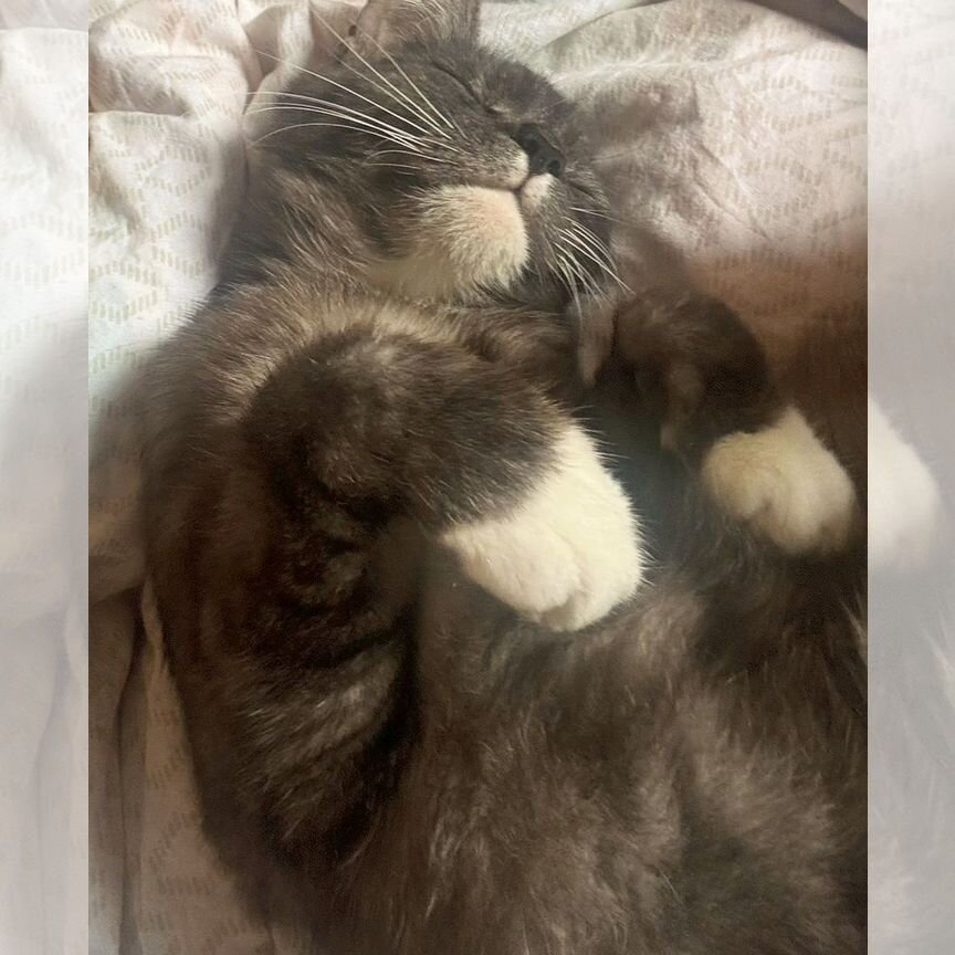 В добрые руки кошечка, увязалась