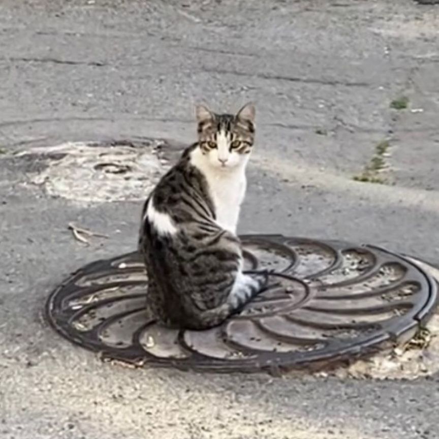 Замерзает котенок Нужен дом