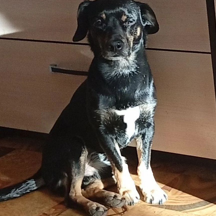 Взрослый пёс в добрые руки