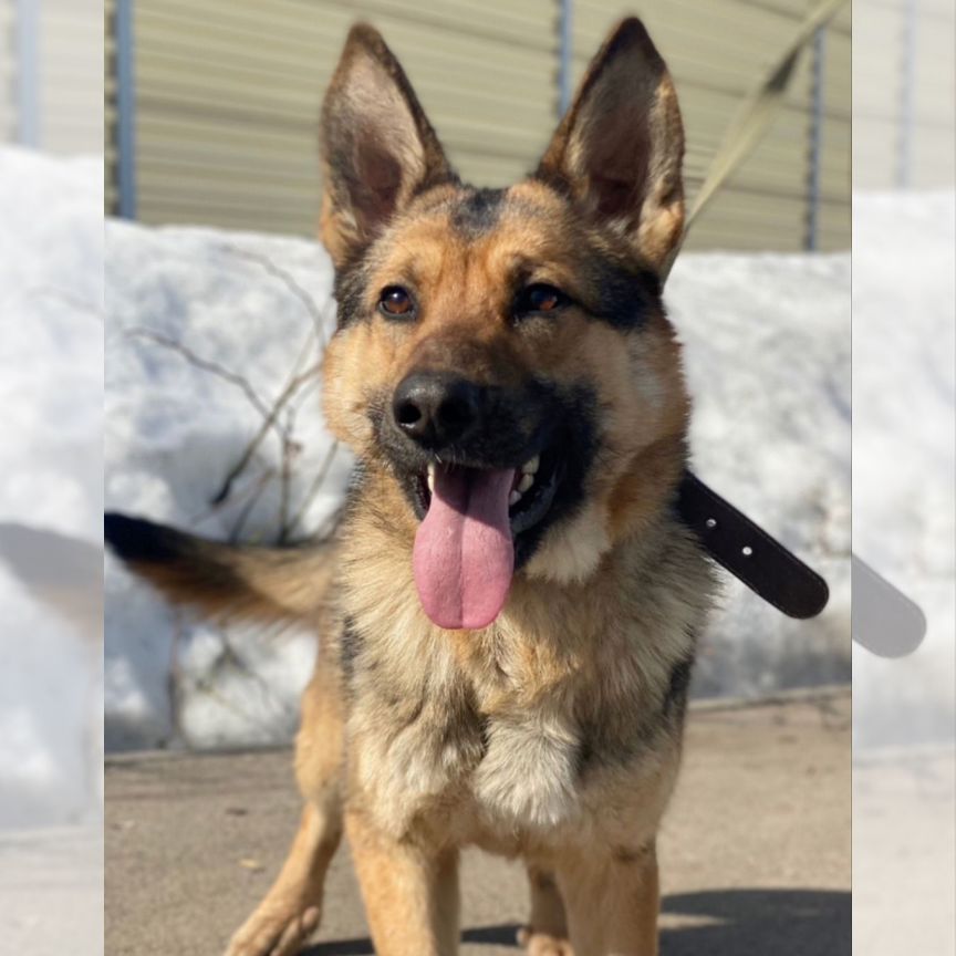 Немецкая овчарка, взрослая собака