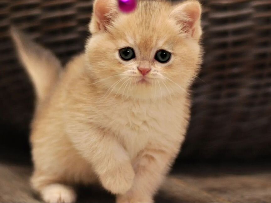 BRI ay 12 девочка в драгоценном окрасе