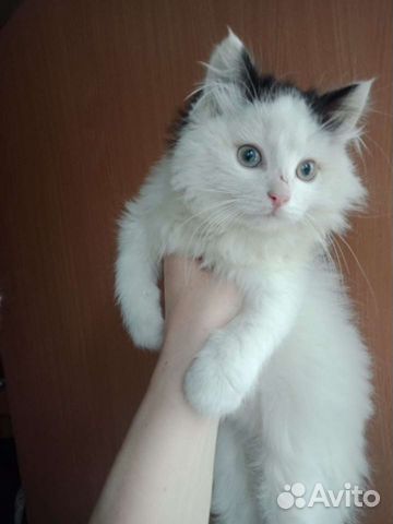 Отдам котенка в добрые руки девочка