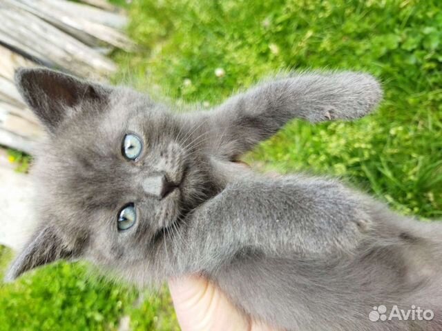 Котик британец
