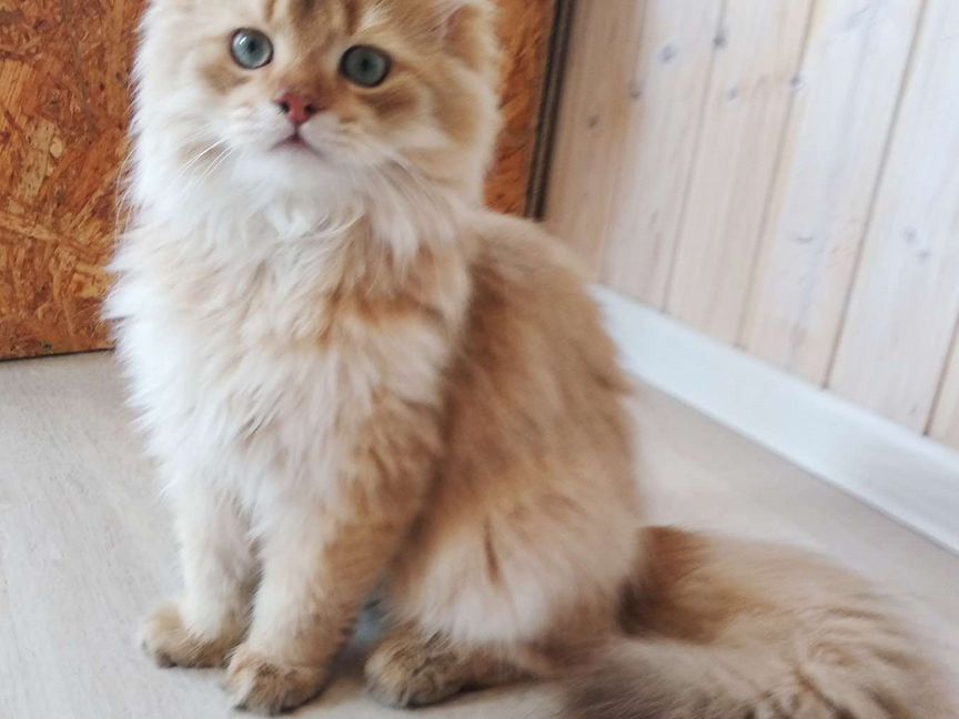 Британская золотая шиншилла длинношерстная