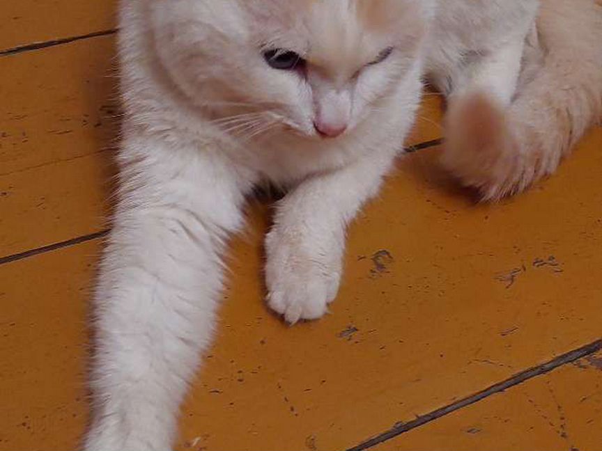 Кошка турецкая ангора, отдам хорошие руки