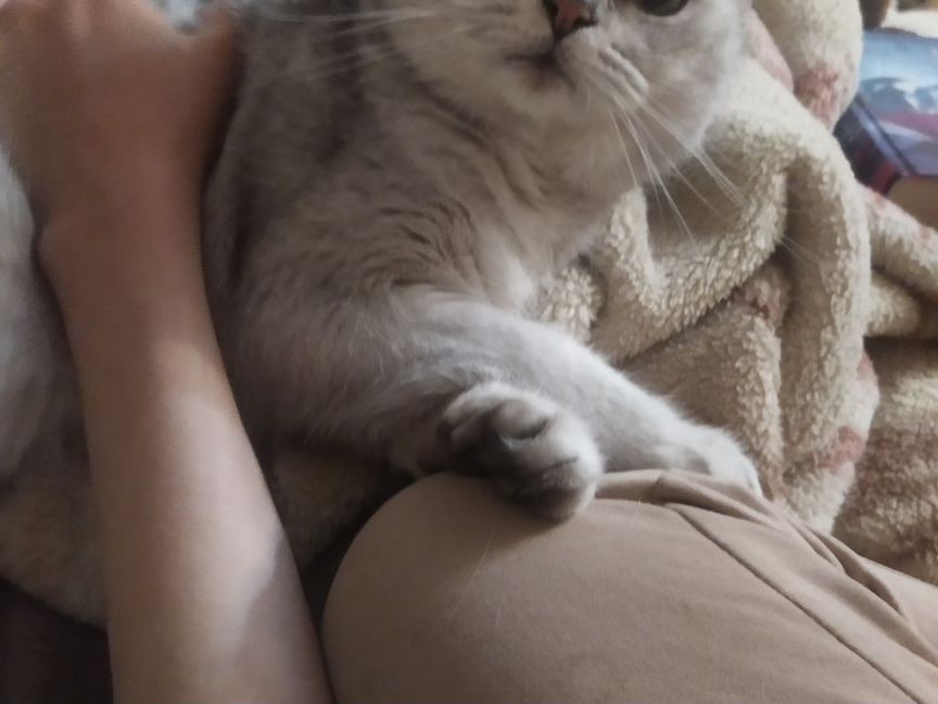 Кошка