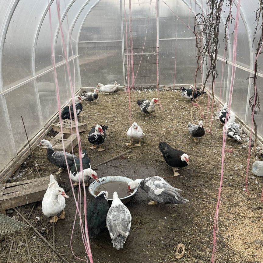 Мускусные утки