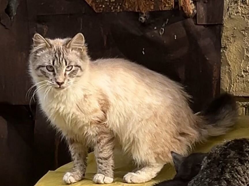 Молодой кот/кошка (8-9 мес) с улицы