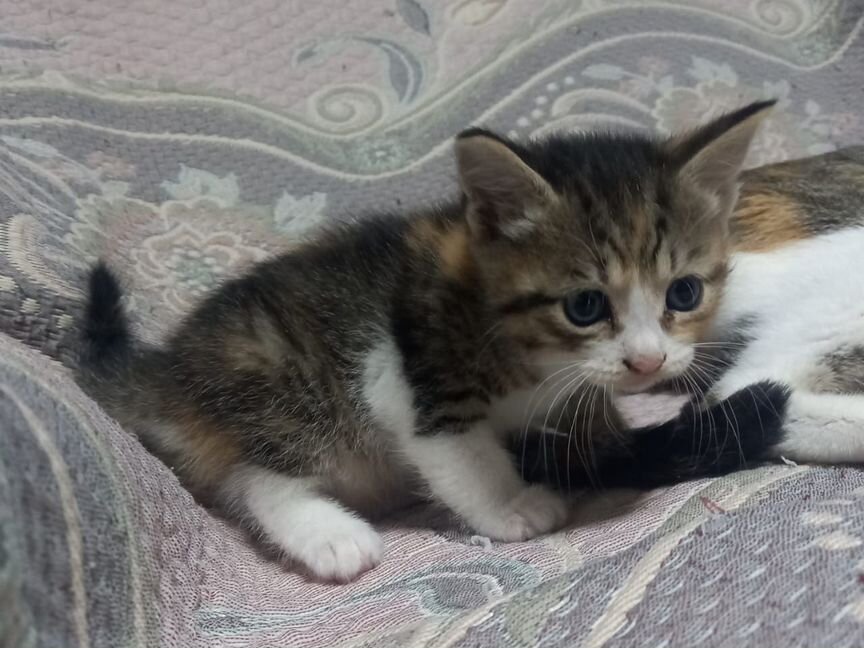 Котята в добрые руки бесплатно