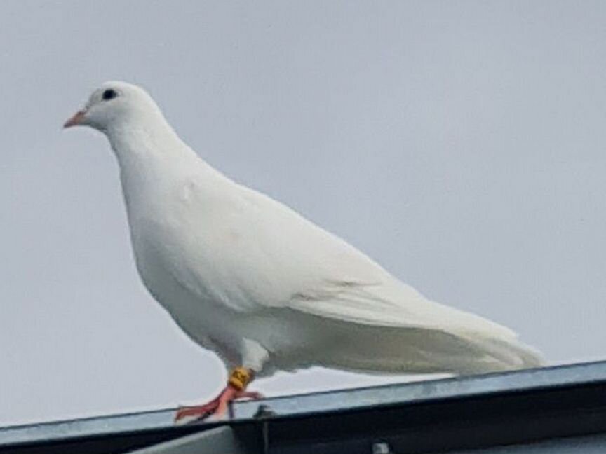 Голубь домашний