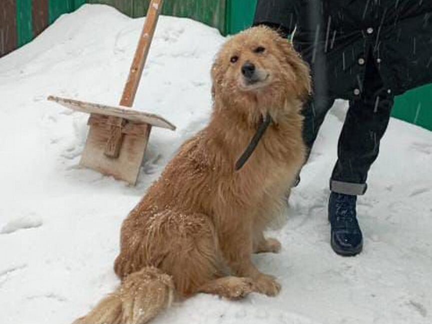 Собака в добрые ручки