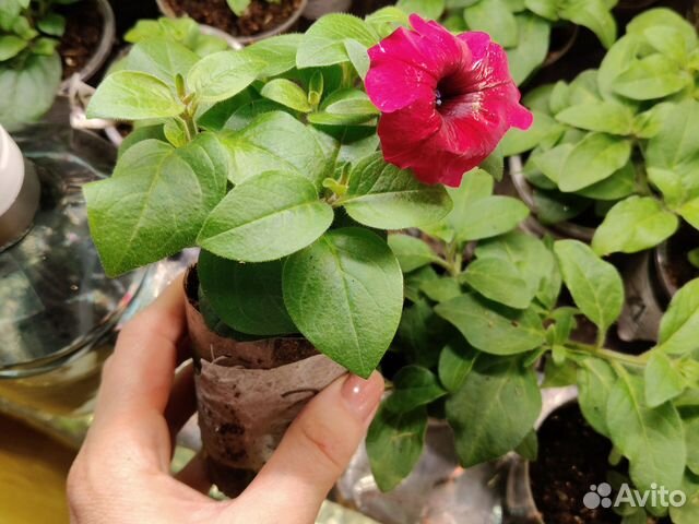 Петуния тайдал купить в Москве | Товары для дома и дачи | Авито