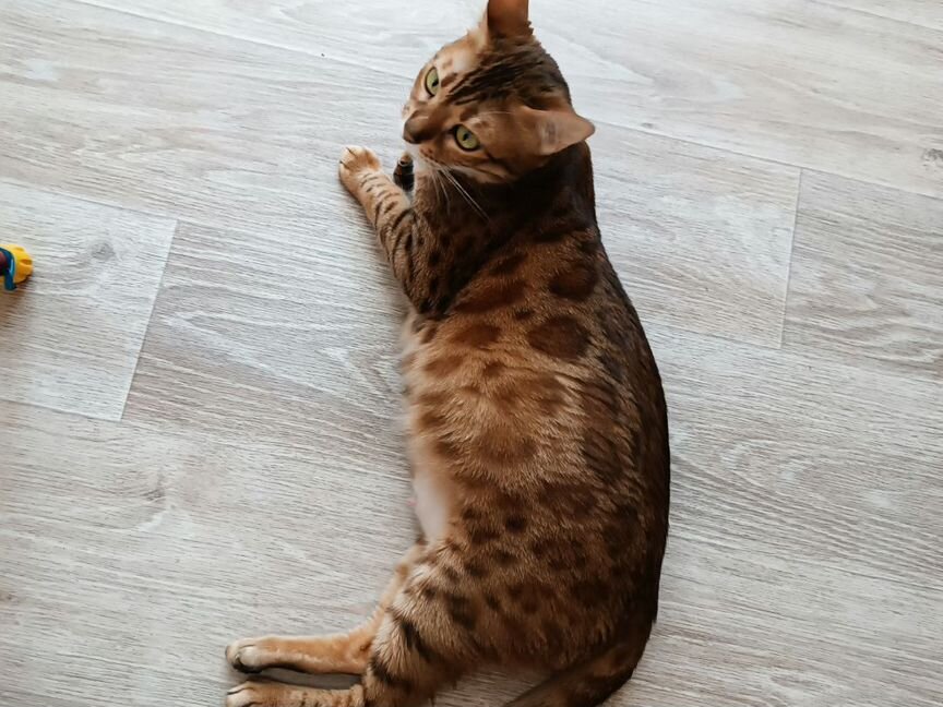 Бенгальские котята