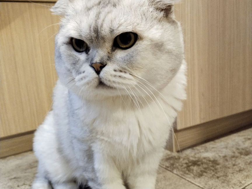 Шотландский вислоухий кот в добрые руки