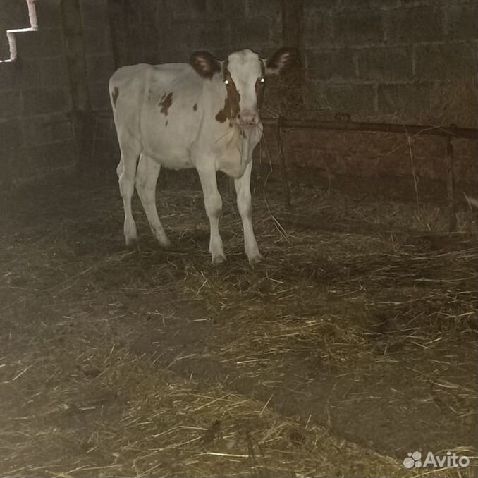Продаются тёлочки