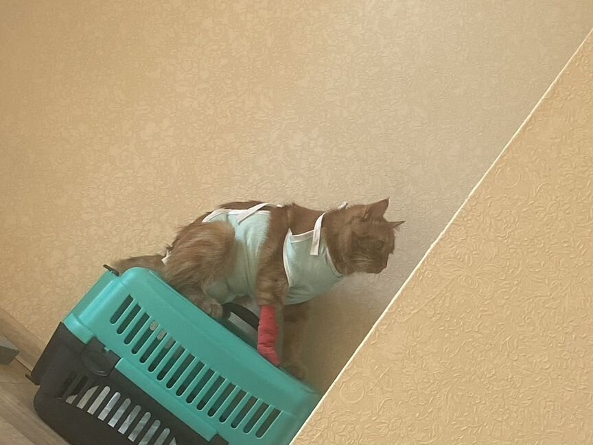 Попона для кошек/маленьких собак