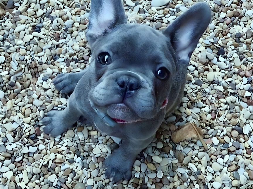 Французский бульдог щенки питомник