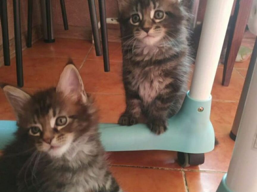 Шикарные кунята (братики и сестрёнки )