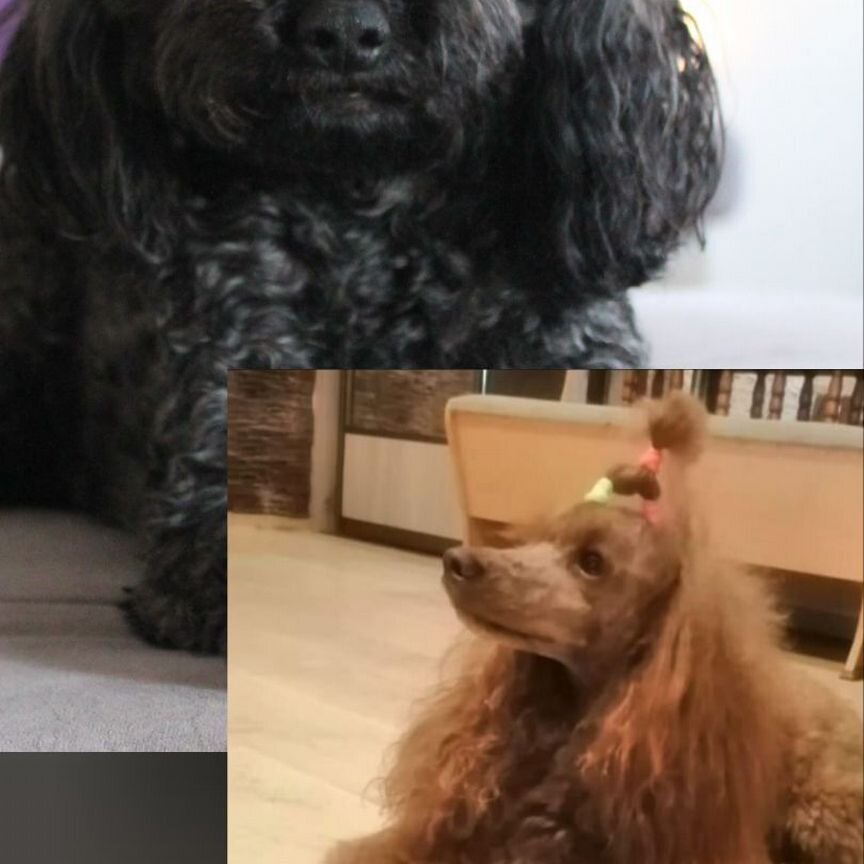 Щенки той-пуделя и карликового пуделя