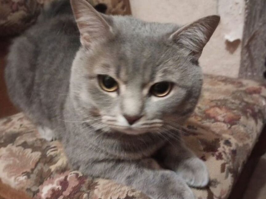 Котик в добрые руки