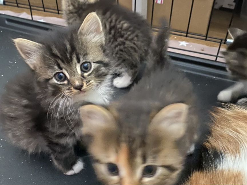 Котёнок девочка